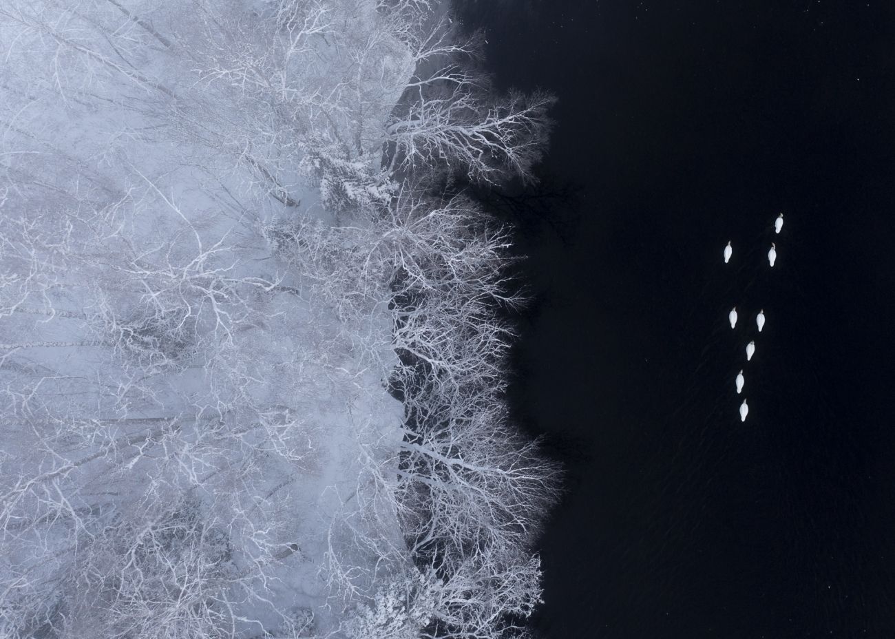 Las mejores fotos de naturaleza y vida salvaje a vista de dron